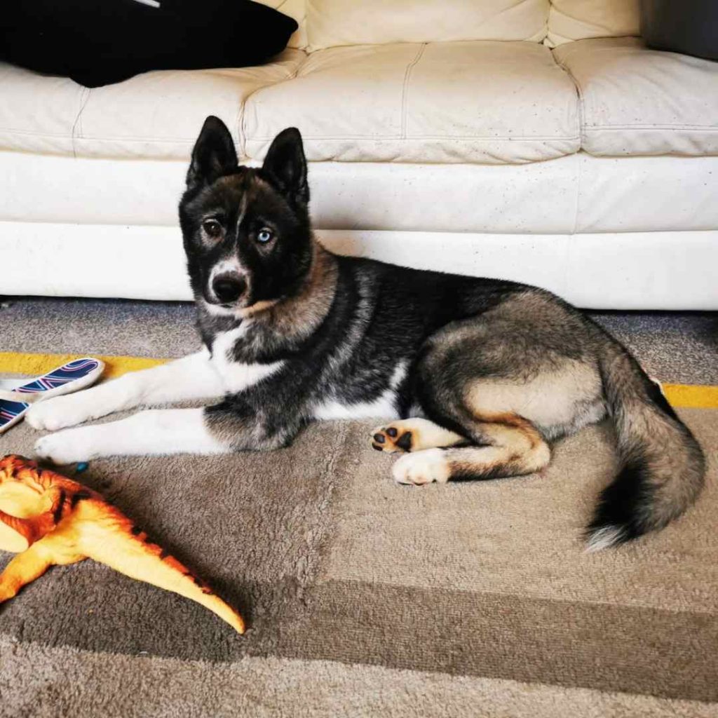 Agouti Siberian Husky: A Complete Guide to Wolf-Looking Dog