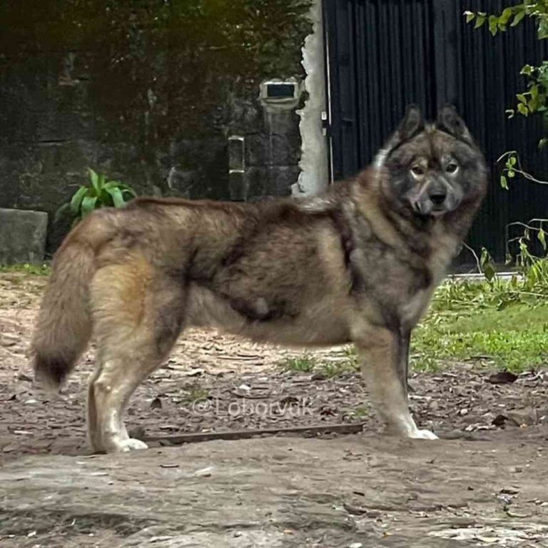 Agouti Siberian Husky: A Complete Guide to Wolf-Looking Dog