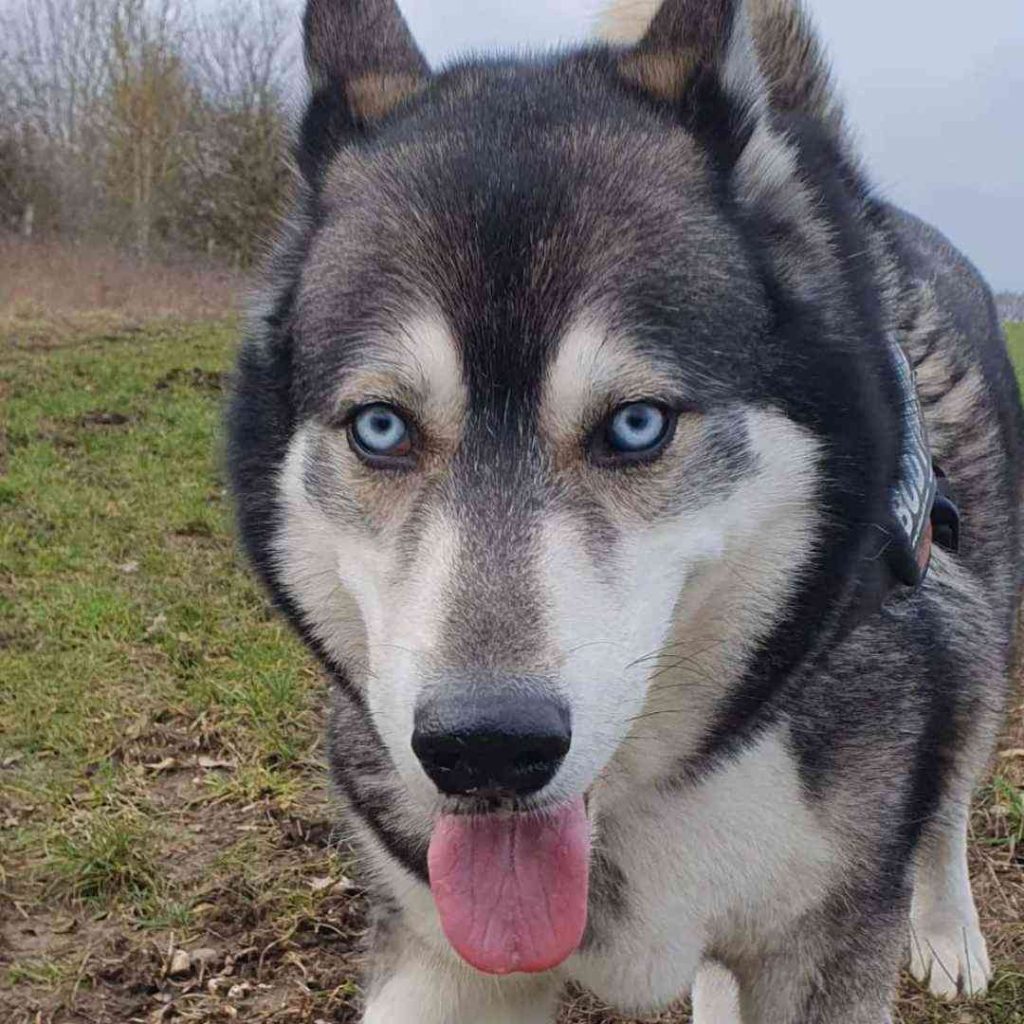 Siberian Husky Eye Colors Explained: Myth Or a Fact?