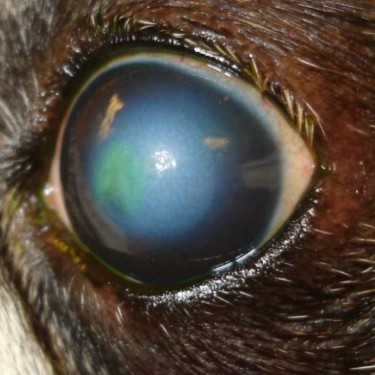 Siberian Husky Eye Colors Explained: Myth Or a Fact?