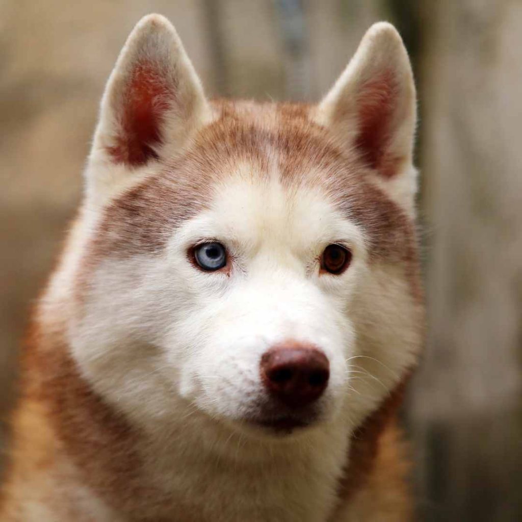 Siberian Husky Eye Colors Explained: Myth Or a Fact?