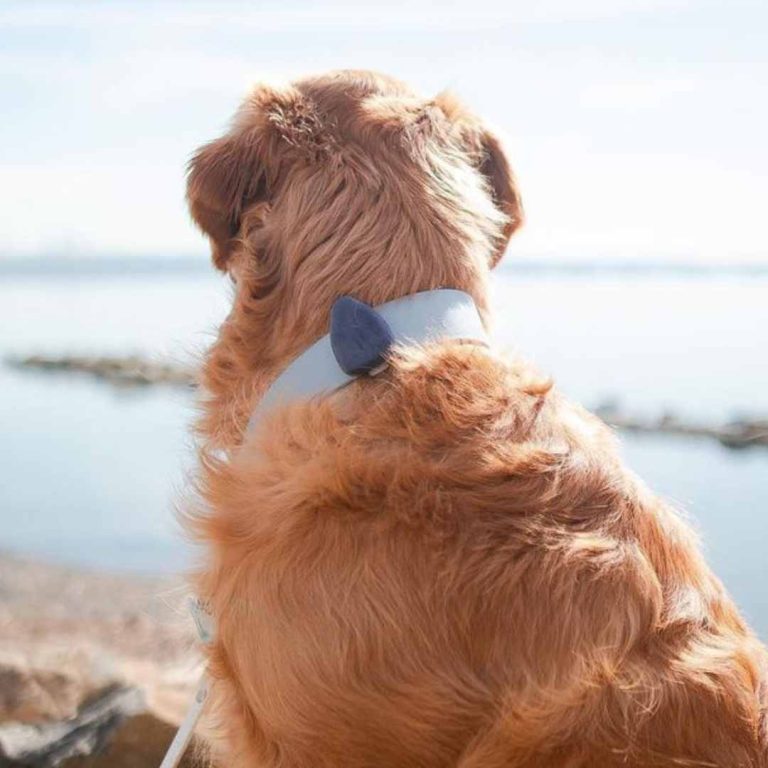 10 Best Dog GPS Trackers & Pet Tracking Devices [2024 Upd.]