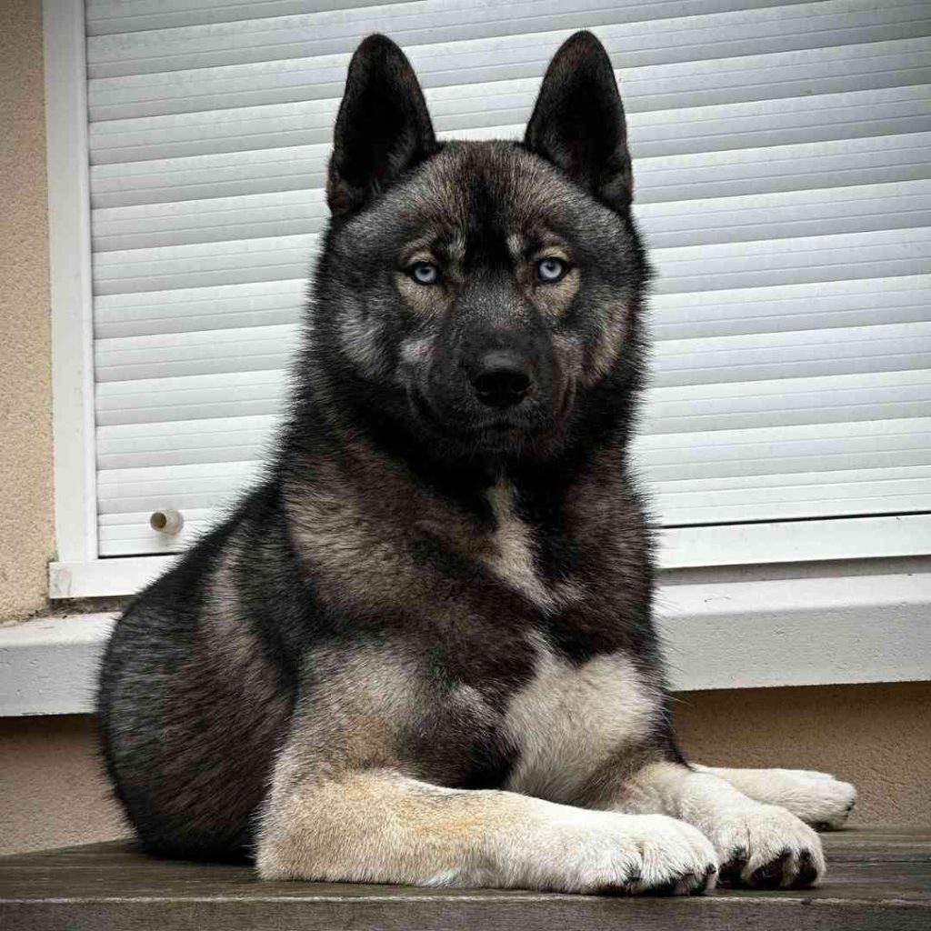 Agouti Siberian Husky: A Complete Guide to Wolf-Looking Dog