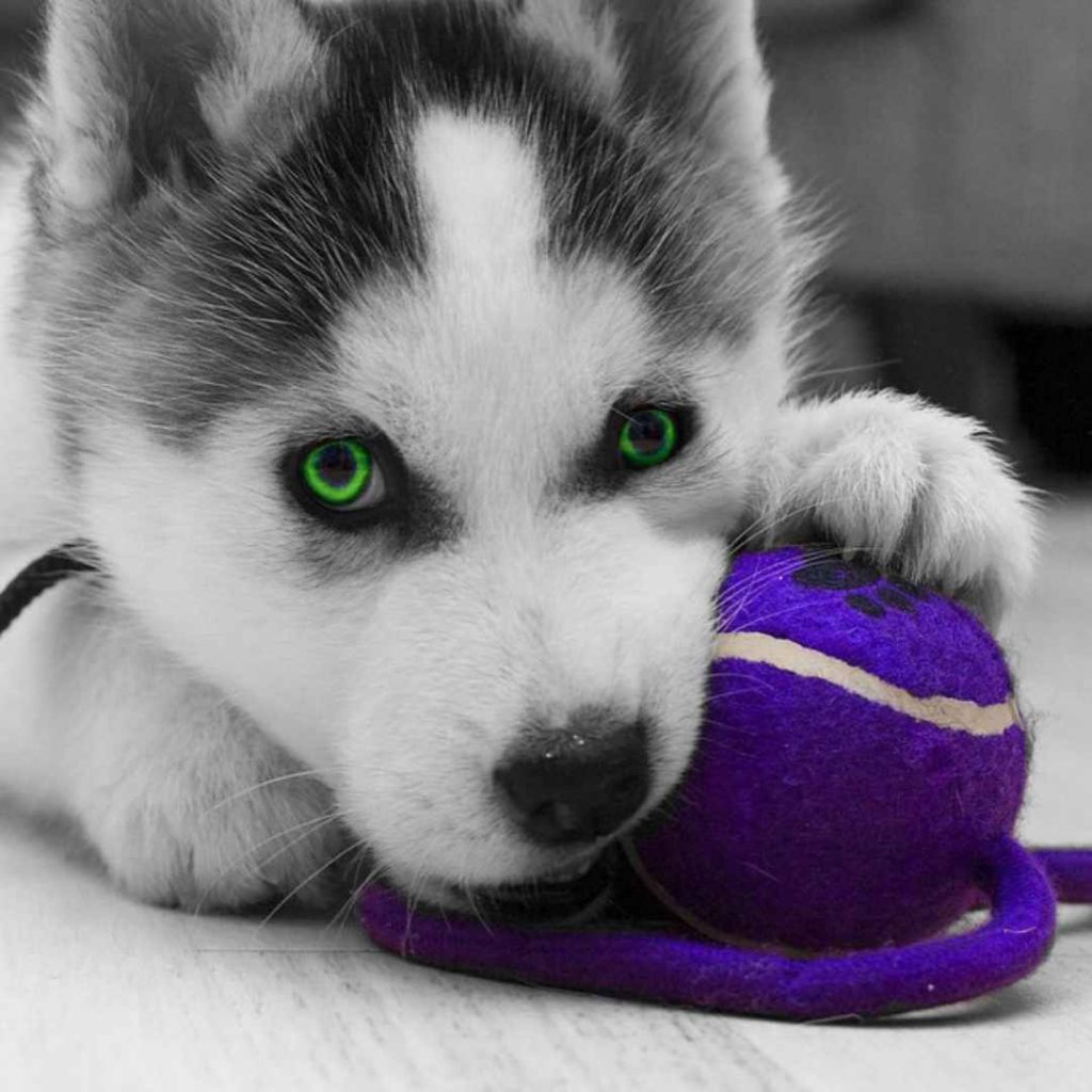Siberian Husky Eye Colors Explained: Myth Or a Fact?