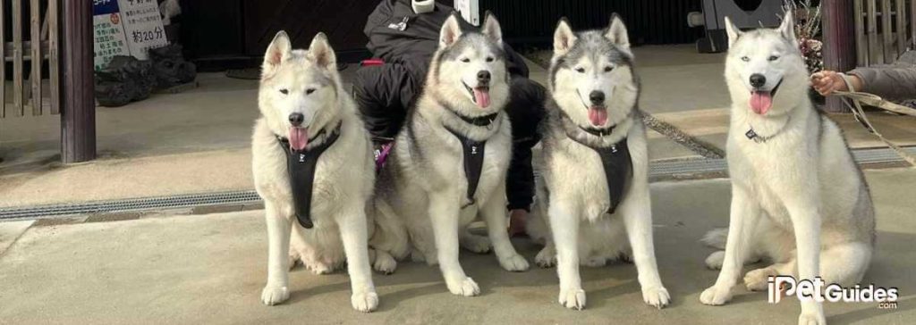 Siberian Husky Eye Colors Explained: Myth Or a Fact?