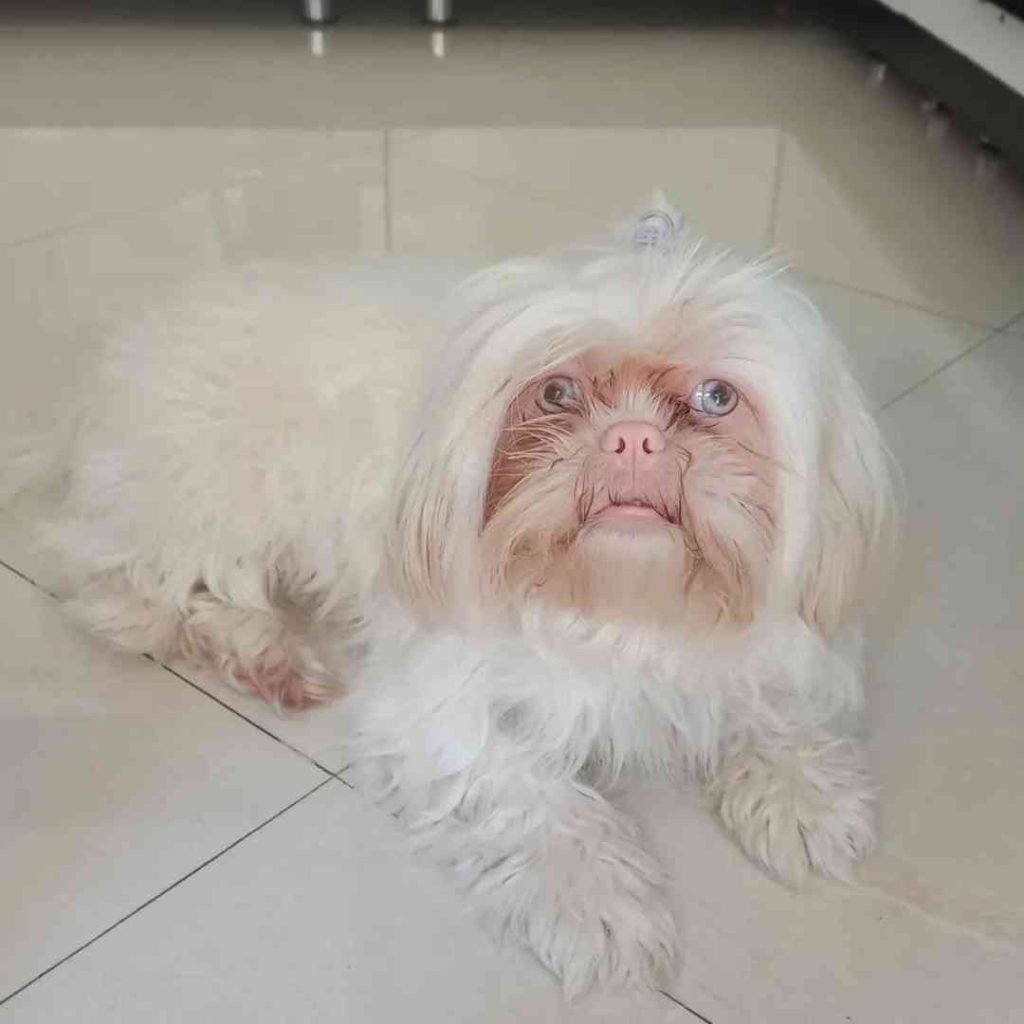 10 Rarest Shih Tzu Colors: Which Type is Right for You?