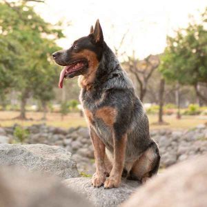 21 Types of Shepherd Dog Breeds: Which One is Right for You?