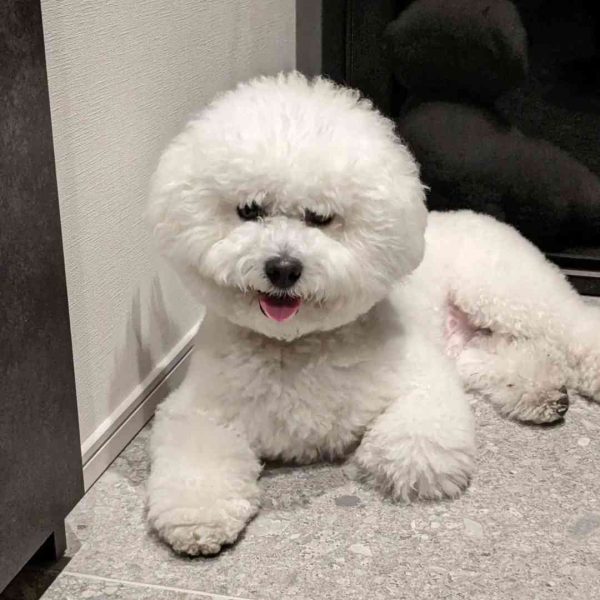 27 Small Fluffy Dog Breeds That Look Like Little Teddies