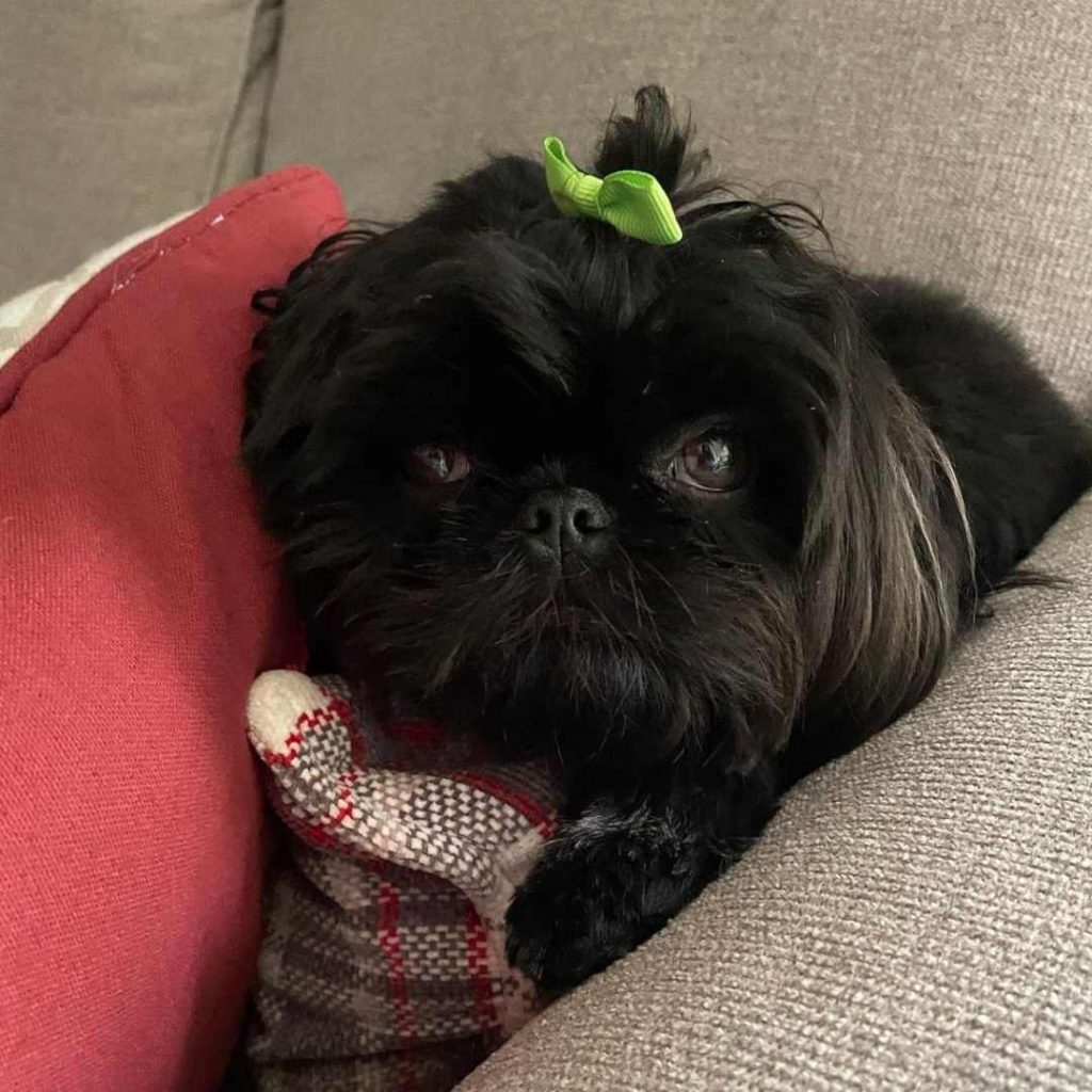 10 Rarest Shih Tzu Colors: Which Type is Right for You?