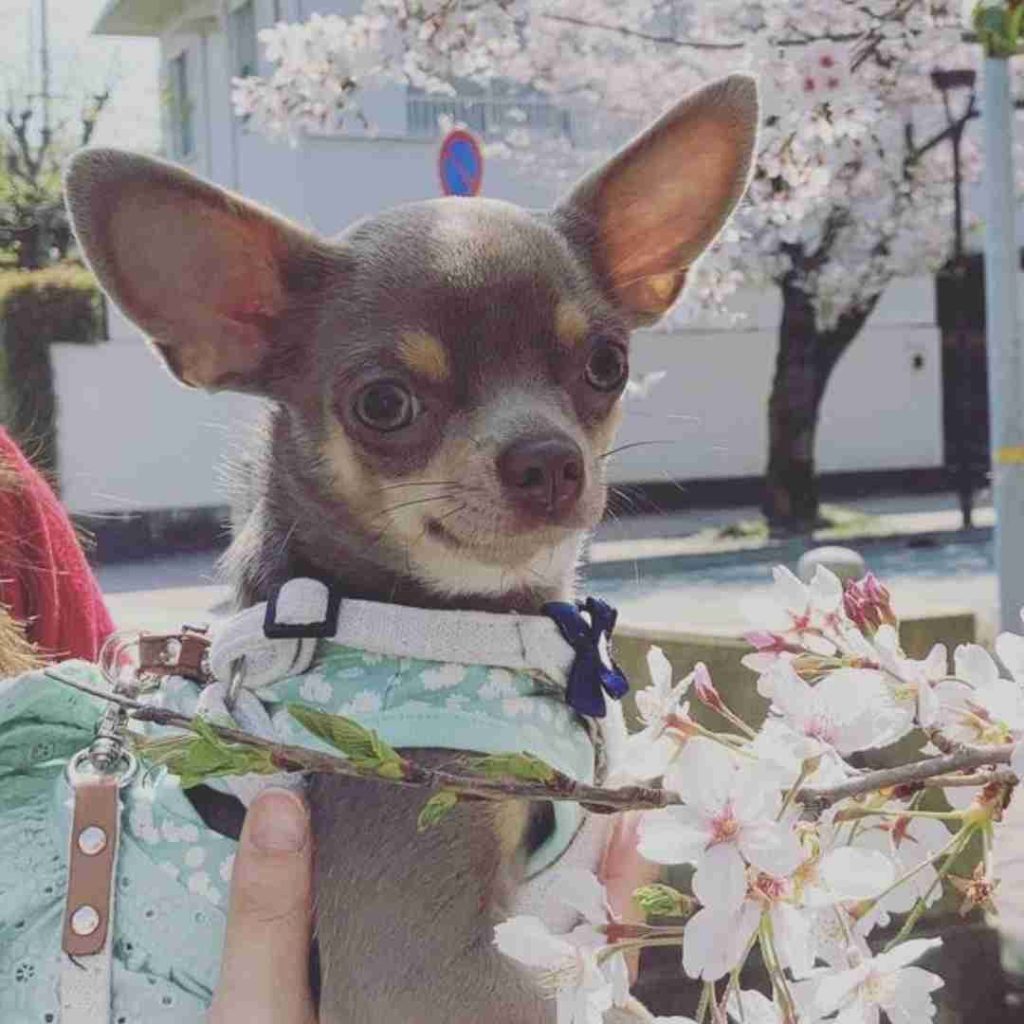 25+ Rare Chihuahua Colors: Which Type is Right for You?