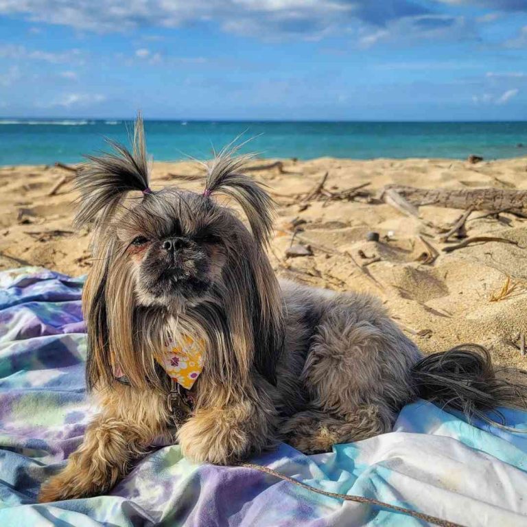 10 Rarest Shih Tzu Colors: Which Type is Right for You?