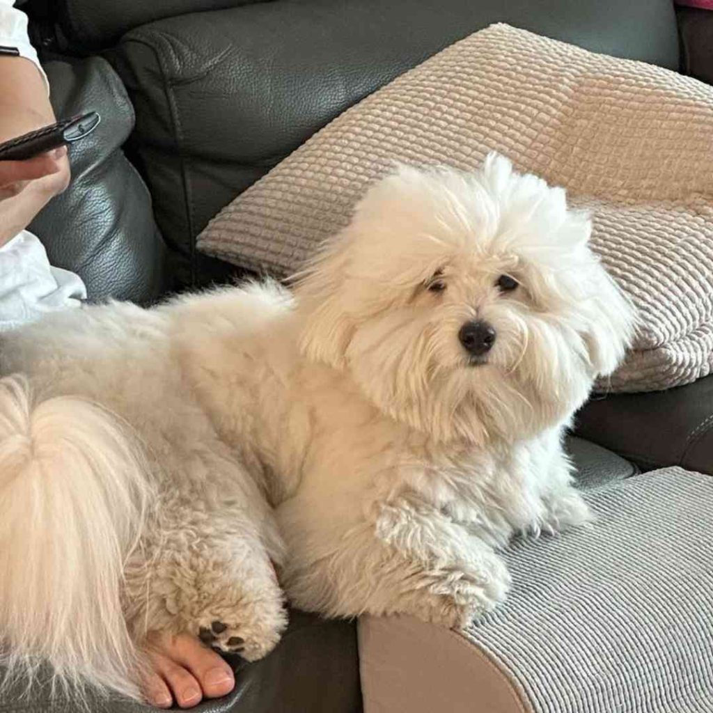 27 Small Fluffy Dog Breeds That Look Like Little Teddies