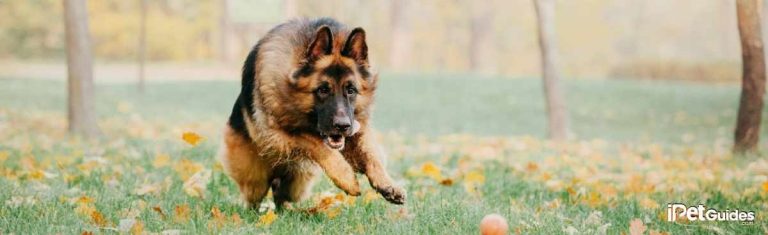 21 Types of Shepherd Dog Breeds: Which One is Right for You?