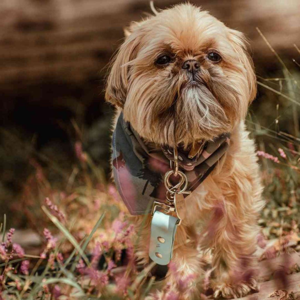 10 Rarest Shih Tzu Colors: Which Type is Right for You?