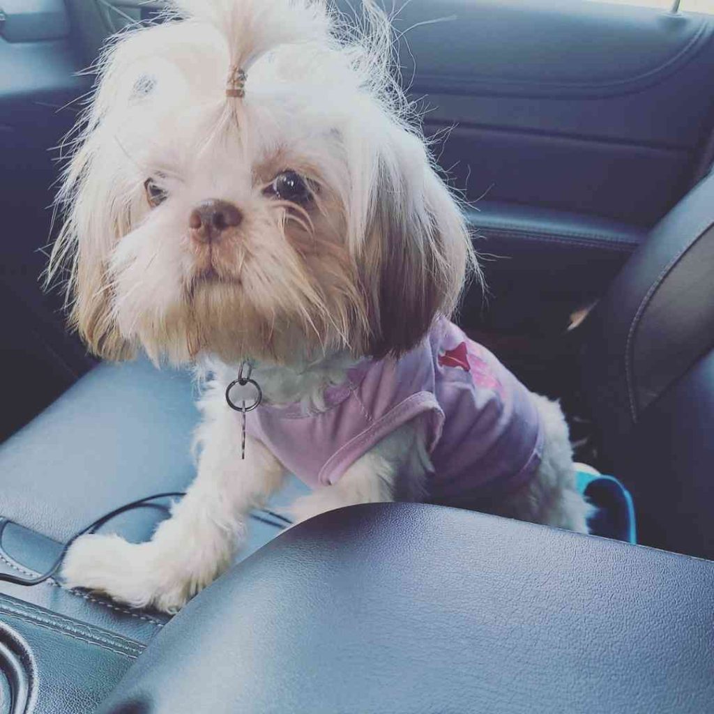 10 Rarest Shih Tzu Colors: Which Type is Right for You?