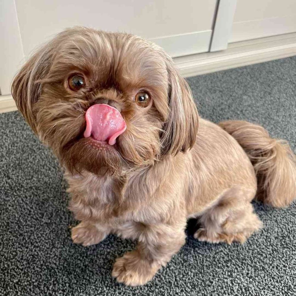 10 Rarest Shih Tzu Colors: Which Type is Right for You?