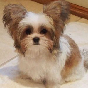 27 Small Fluffy Dog Breeds That Look Like Little Teddies