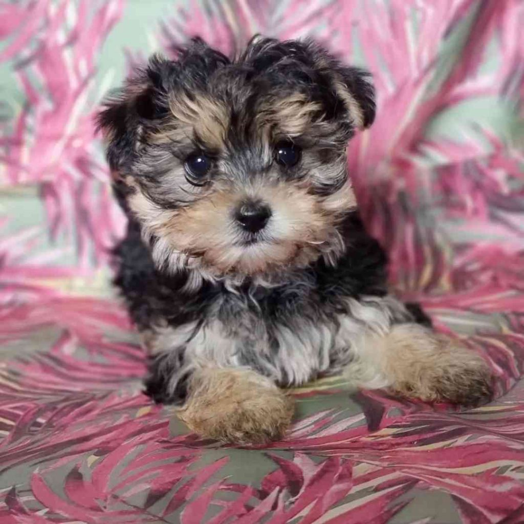 27 Small Fluffy Dog Breeds That Look Like Little Teddies