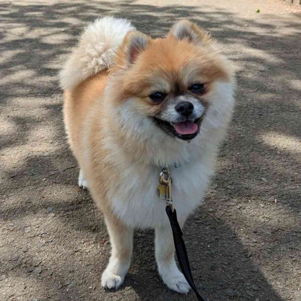 27 Small Fluffy Dog Breeds That Look Like Little Teddies