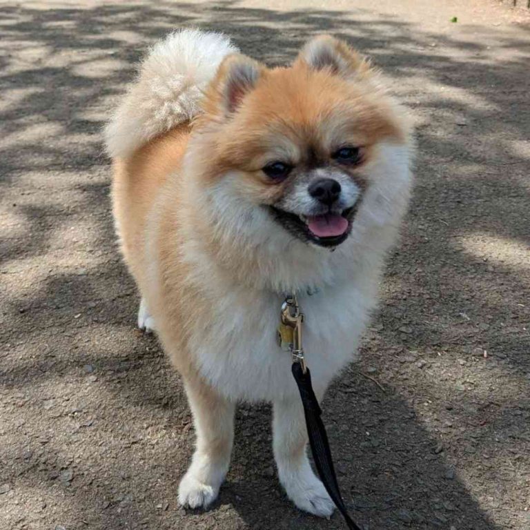 27 Small Fluffy Dog Breeds That Look Like Little Teddies