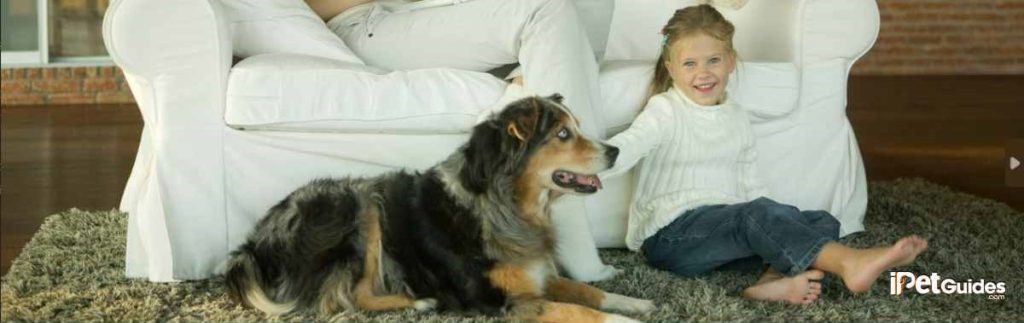 21 Types of Shepherd Dog Breeds: Which One is Right for You?