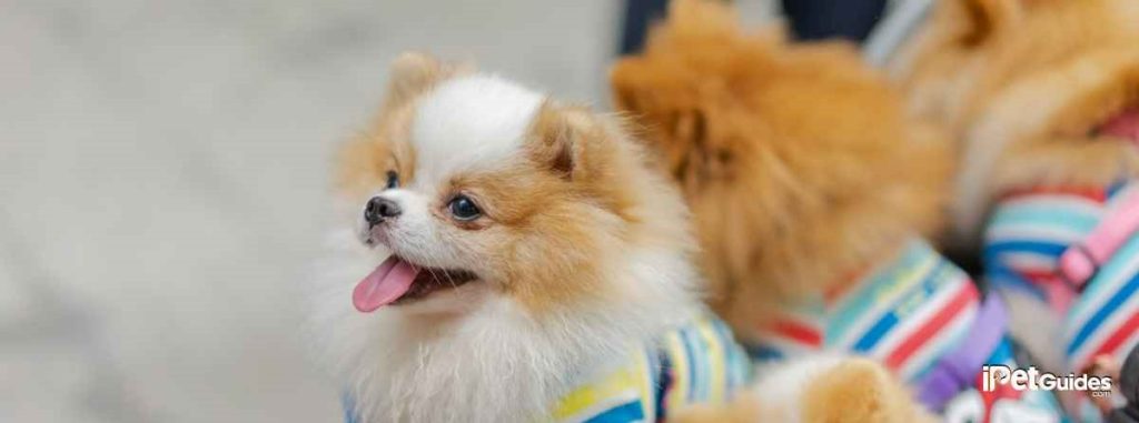 27 Small Fluffy Dog Breeds That Look Like Little Teddies