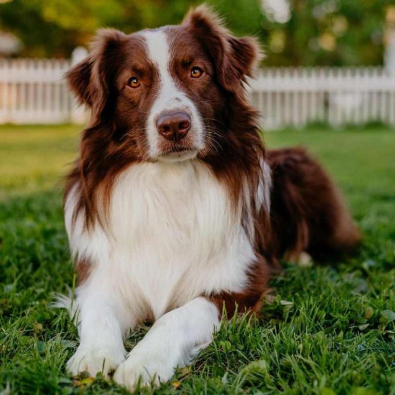 Rare Border Collie Colors and Patterns: Which One's Good?