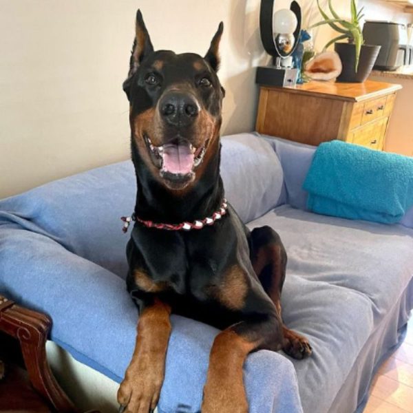 How Much Does a Doberman Pinscher Cost? 2026 Price Guide