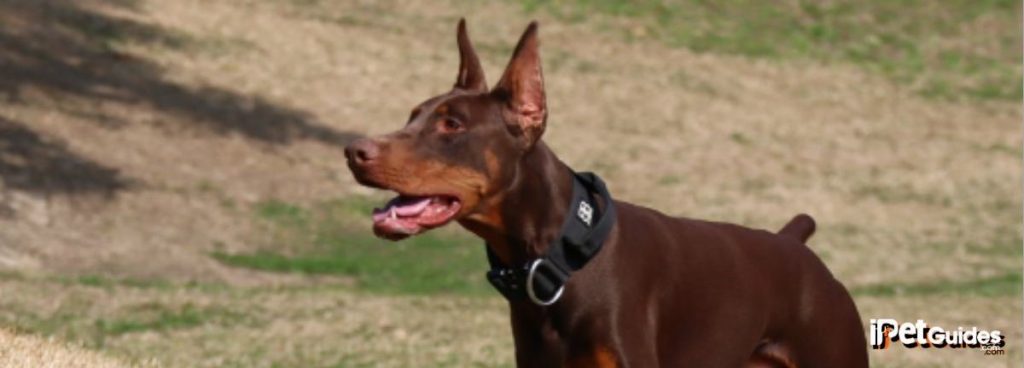How Much Does a Doberman Pinscher Cost? 2026 Price Guide