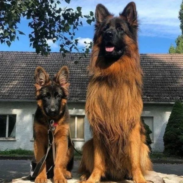 How Much Does a German Shepherd (GSD) Cost? Pricing Guide