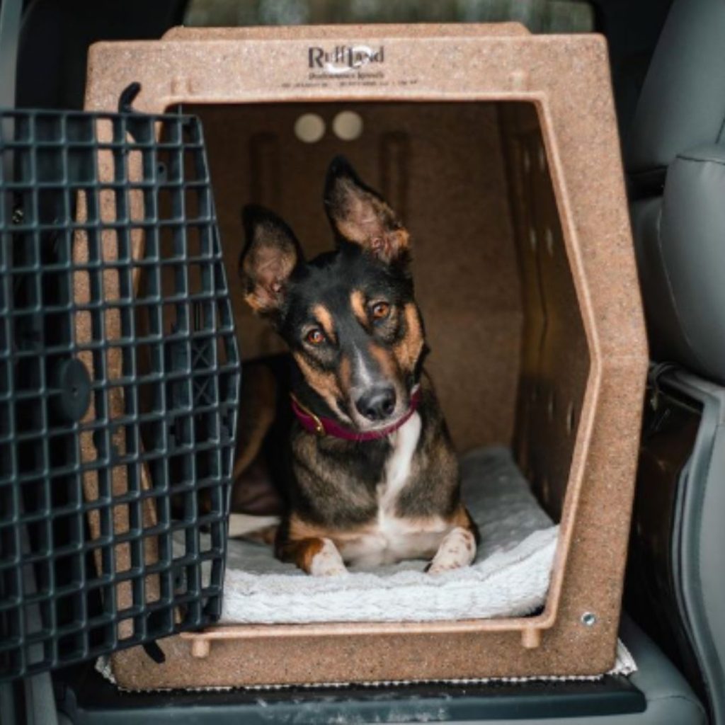 9 Best Dog Crates for Car Travel (Crash-Tested in 2026)