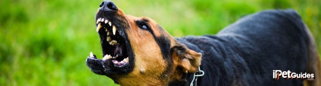 13 Most Vicious & Dangerous Dog Breeds in the World