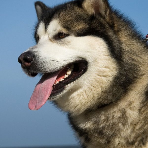 13 Most Vicious & Dangerous Dog Breeds in the World