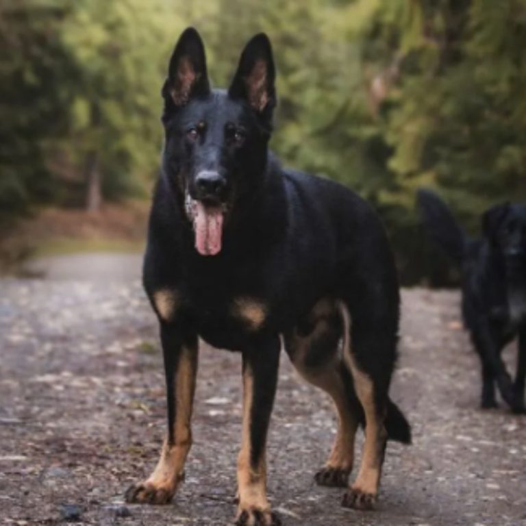 German Shepherd Colors: 15 Different Colored GSD Dog Breeds