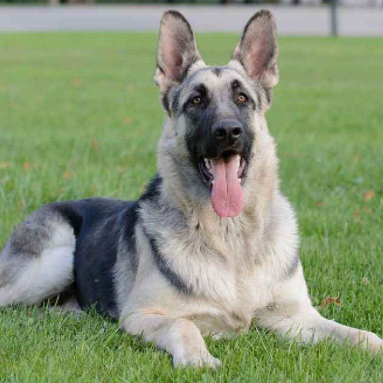 German Shepherd Colors: 15 Different Colored GSD Dog Breeds