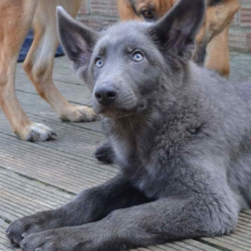 German Shepherd Colors: 15 Different Colored GSD Dog Breeds