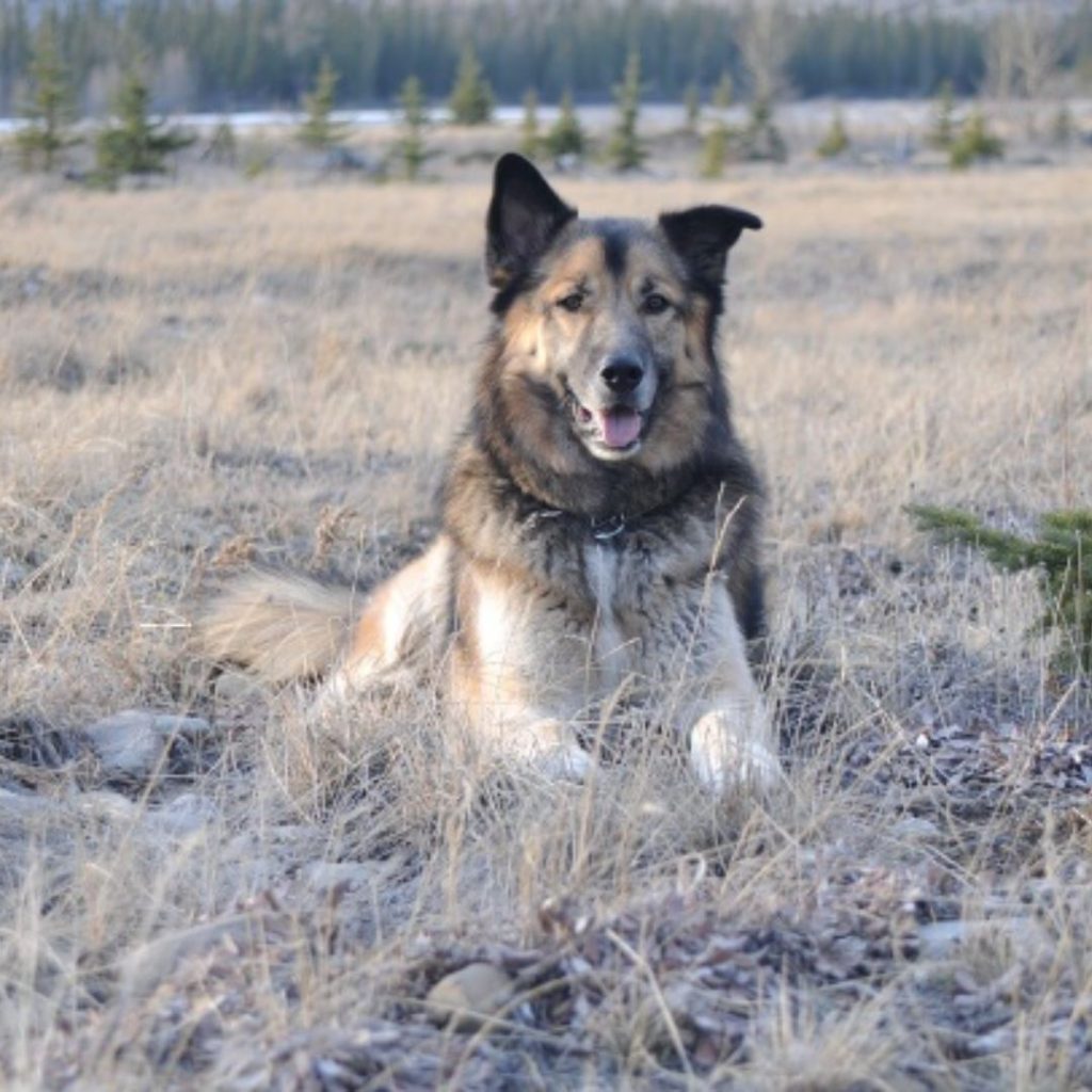 German Shepherd Colors: 15 Different Colored GSD Dog Breeds