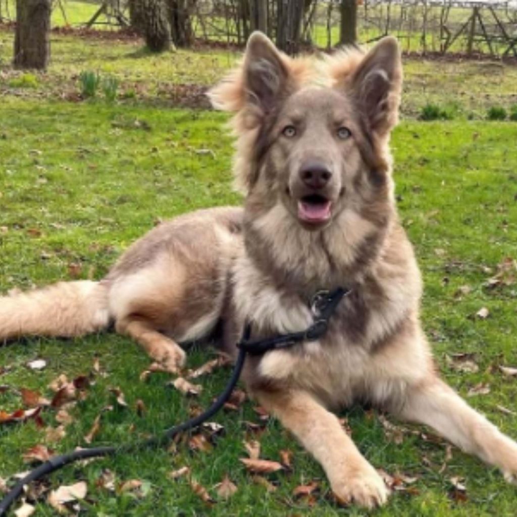 German Shepherd Colors: 15 Different Colored GSD Dog Breeds