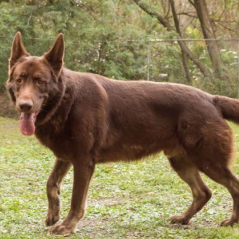 German Shepherd Colors: 15 Different Colored GSD Dog Breeds