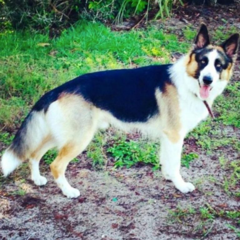 German Shepherd Colors: 15 Different Colored GSD Dog Breeds