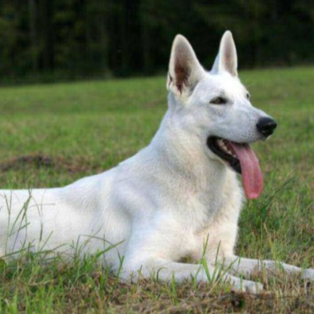 German Shepherd Colors: 15 Different Colored GSD Dog Breeds