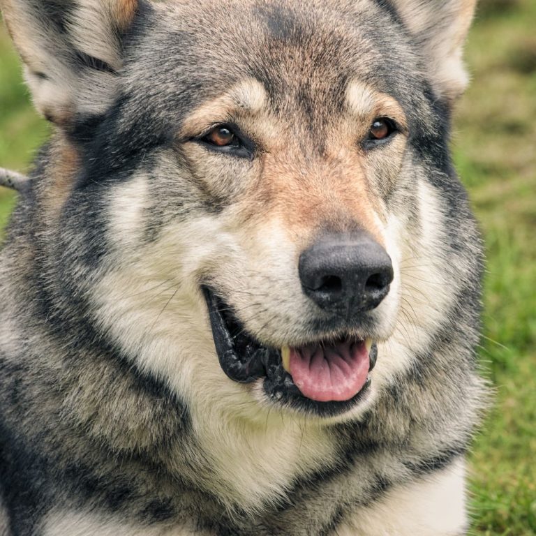 13 Most Vicious & Dangerous Dog Breeds in the World