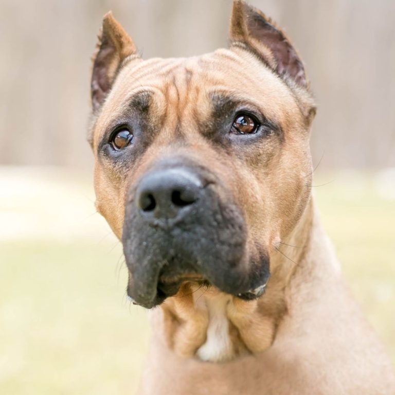 13 Most Vicious & Dangerous Dog Breeds in the World