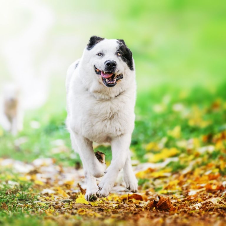 13 Most Vicious & Dangerous Dog Breeds in the World
