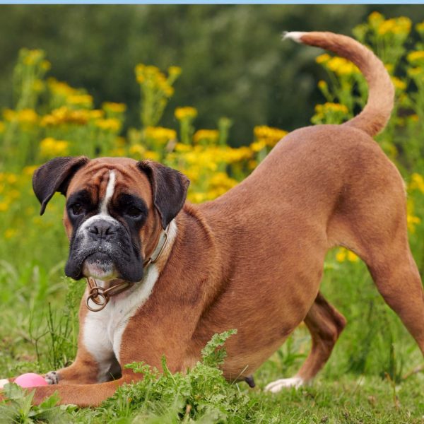 13 Most Vicious & Dangerous Dog Breeds in the World