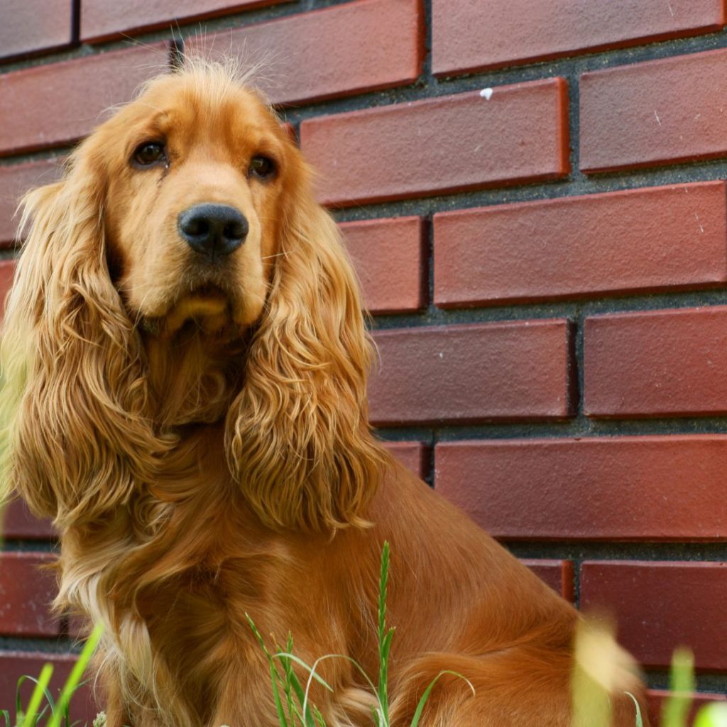 How Much Does a Cocker Spaniel Cost? Average Price in 2025