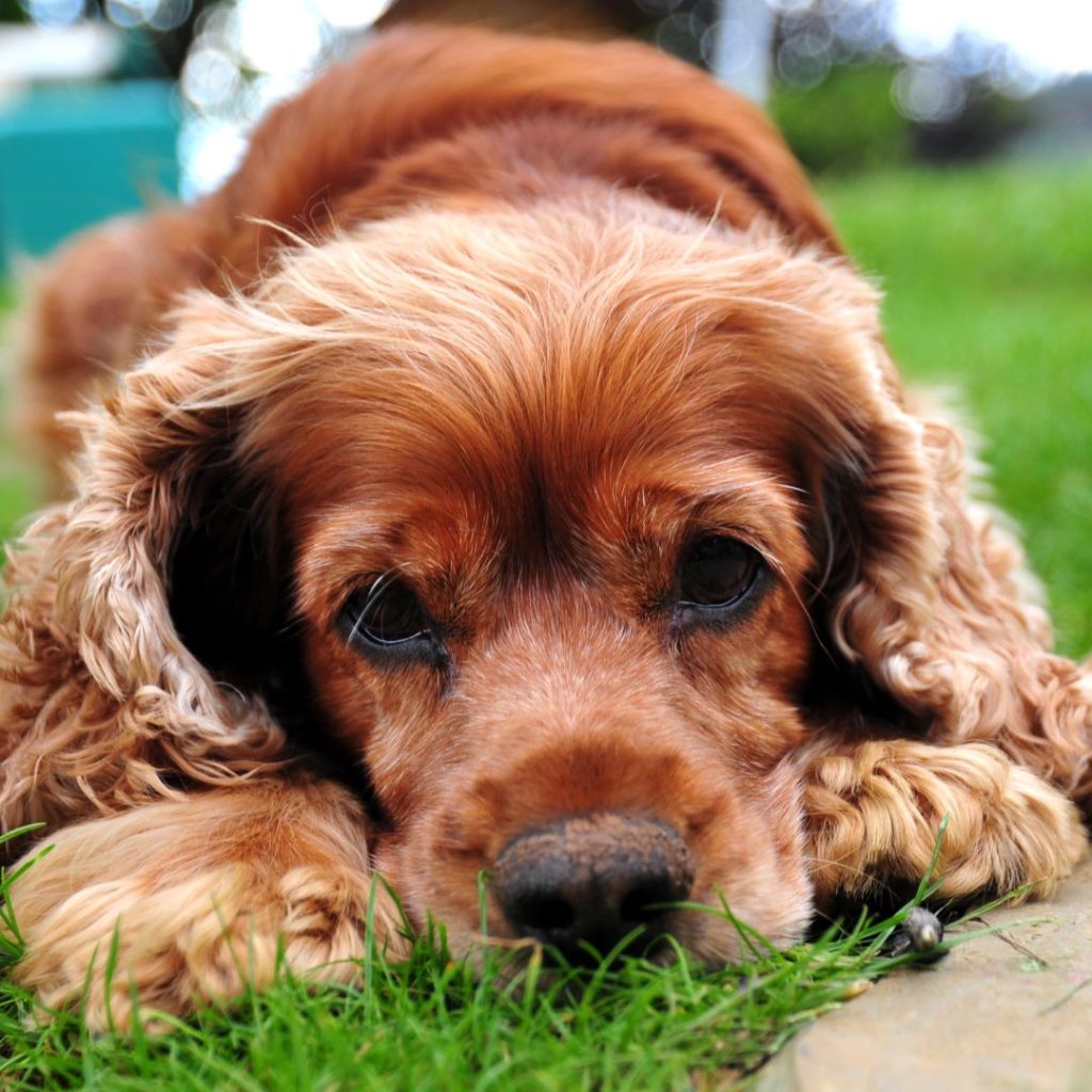 How Much Does a Cocker Spaniel Cost? Average Price in 2026
