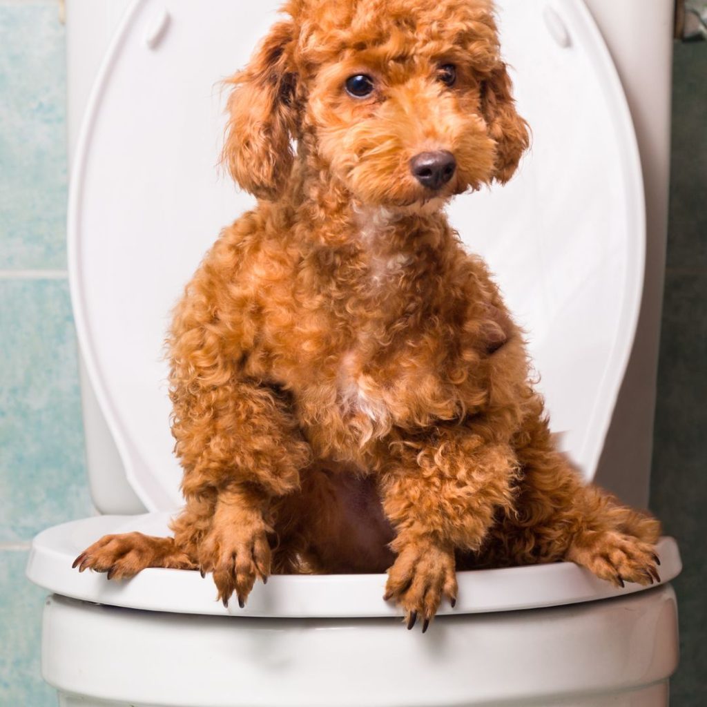 How to Potty Train an Older Dog? 5 Easy Housetraining Steps