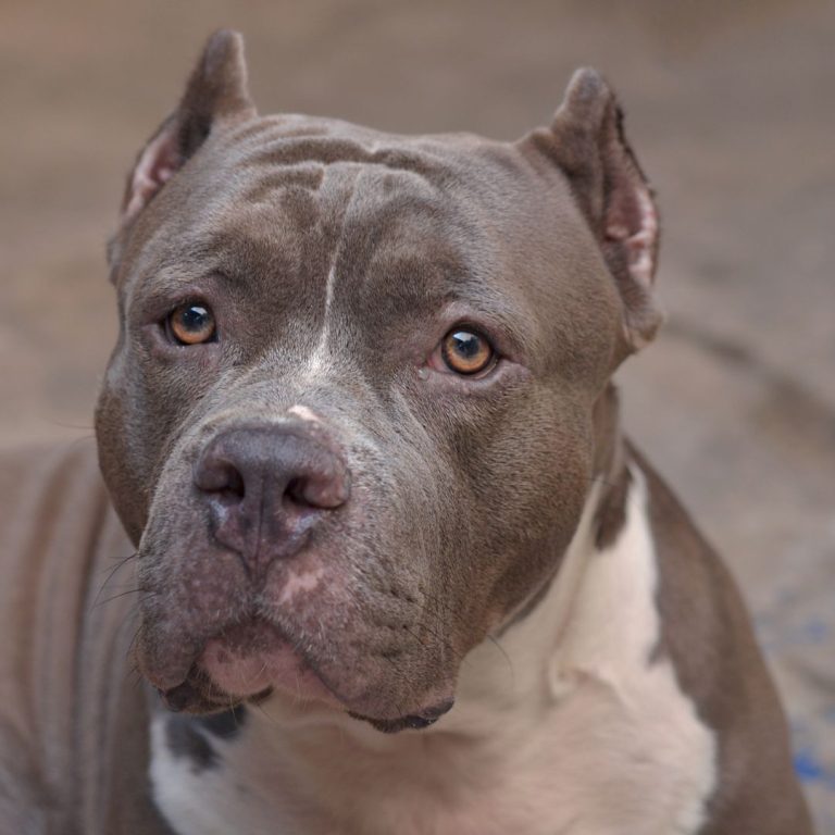 13 Most Vicious & Dangerous Dog Breeds in the World