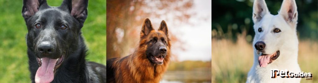 German Shepherd Colors: 15 Different Colored GSD Dog Breeds